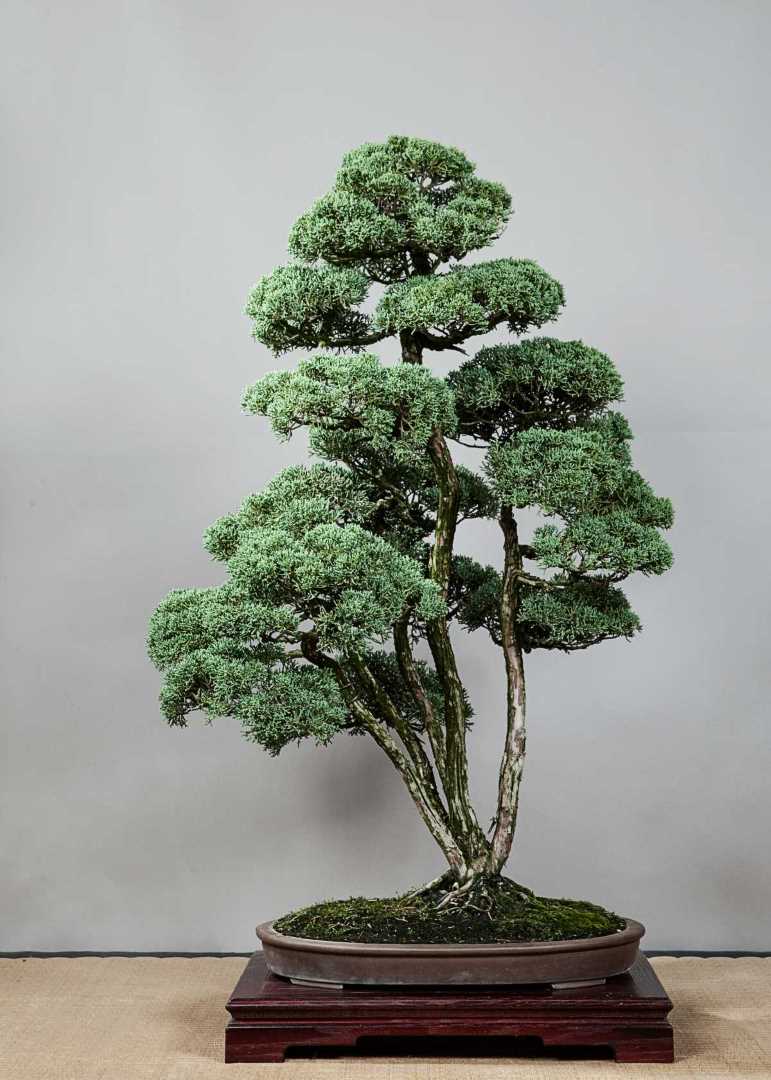 Bonsai | inspiration-bonsai.de